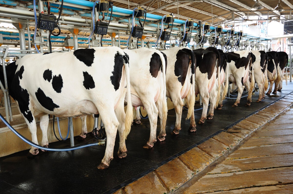 Top Milk Production Trends in 2024: A Complete Overview - The National ...